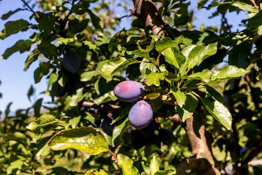 "Plum Trees" Images – Parcourir 1,530 le catalogue de photos, vecteurs ...