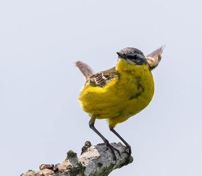 Pirole Bilder – Durchsuchen 7,500 Archivfotos, Vektorgrafiken und ...