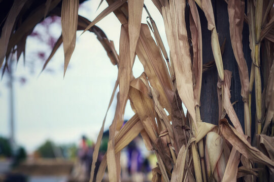 Cornstalk bilder – Bläddra bland 5,800 stockfoton, vektorer och videor ...