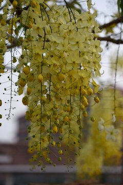 Konnapoo Images – Browse 16 Stock Photos, Vectors, and Video | Adobe Stock