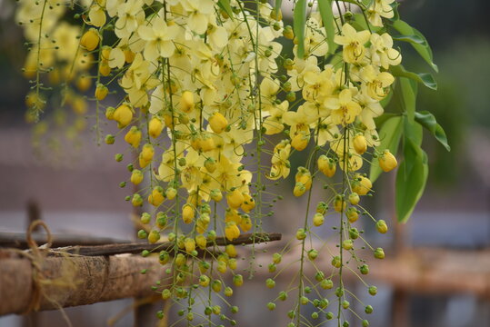 รูปภาพKonnapoo – เลือกดูภาพถ่ายสต็อก เวกเตอร์ และวิดีโอ71 | Adobe Stock