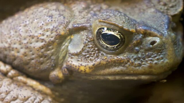 "Cane Toad" Images – Browse 8,219 Stock Photos, Vectors, and Video ...