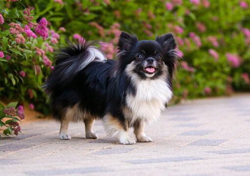 Chiwawa Images – Browse 9,563 Stock Photos, Vectors, and Video | Adobe ...