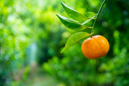 "Mandarin Plant" Bilder – Durchsuchen 291 Archivfotos, Vektorgrafiken ...