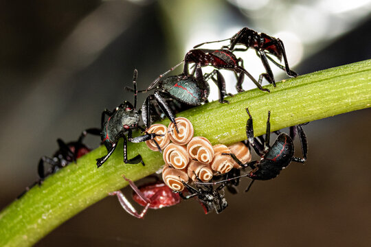 รูปภาพFormiga – เลือกดูภาพถ่ายสต็อก เวกเตอร์ และวิดีโอ1,138 | Adobe Stock