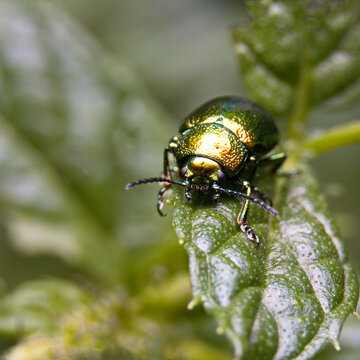 215 BEST Fastuosa IMAGES, STOCK PHOTOS & VECTORS | Adobe Stock