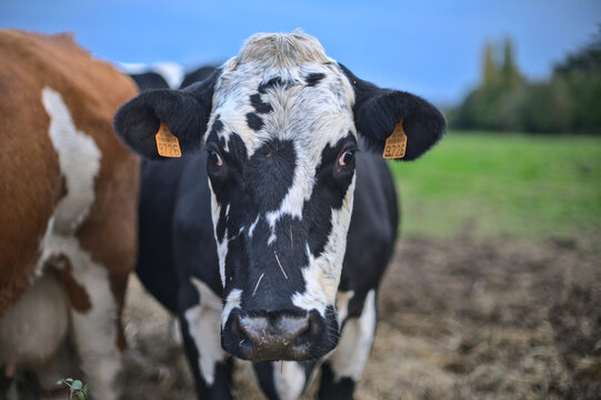 Hostein Images – Browse 16 Stock Photos, Vectors, and Video | Adobe Stock