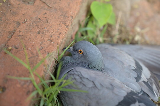 "Injured Bird" Images – Browse 96 Stock Photos, Vectors, and Video ...