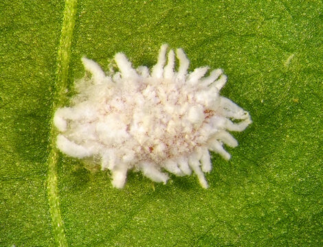 Instar Images – Browse 7,878 Stock Photos, Vectors, and Video | Adobe Stock