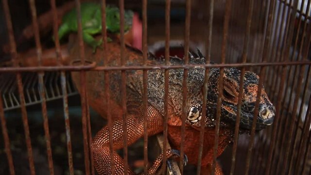 "Caged Animal" Images – Browse 223 Stock Photos, Vectors, and Video ...