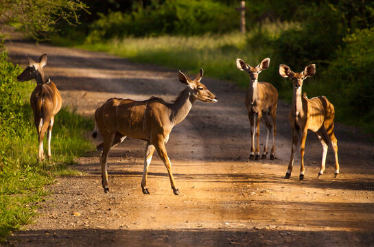 Afbeeldingen over "Bush Buck" – Blader in stockfoto's, vectoren en ...