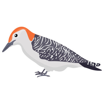 รูปภาพMurres – เลือกดูภาพถ่ายสต็อก เวกเตอร์ และวิดีโอ2,856 | Adobe Stock