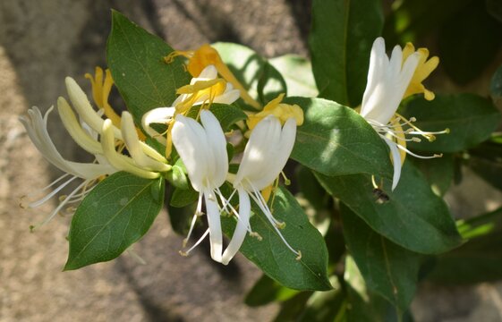 Madreselva Images – Browse 48 Stock Photos, Vectors, and Video | Adobe Stock