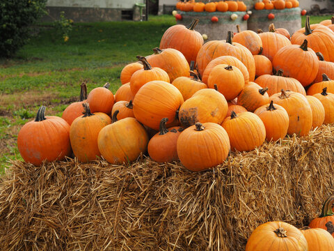 รูปภาพCalebasse – เลือกดูภาพถ่ายสต็อก เวกเตอร์ และวิดีโอ897 | Adobe Stock