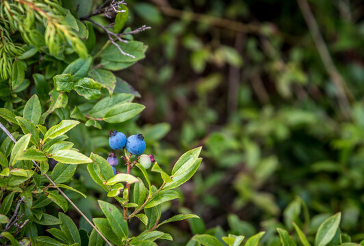 Mooseberry Bilder – Durchsuchen 9,335 Archivfotos, Vektorgrafiken und ...