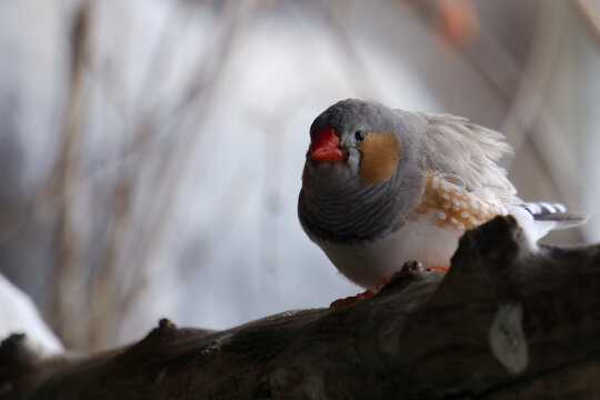 「Zeebra」の画像 - 75 件の Stock 写真、ベクターおよびビデオ | Adobe Stock