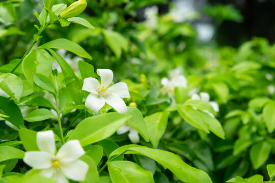 Chaned Bilder – Durchsuchen 414 Archivfotos, Vektorgrafiken und Videos ...