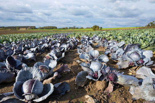 รูปภาพKopfkohl – เลือกดูภาพถ่ายสต็อก เวกเตอร์ และวิดีโอ201 | Adobe Stock