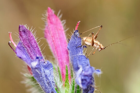 รูปภาพSprickets – เลือกดูภาพถ่ายสต็อก เวกเตอร์ และวิดีโอ175 | Adobe Stock