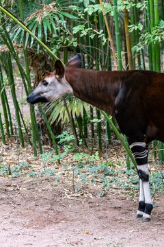 Imágenes de Mondonga: descubre bancos de fotos, ilustraciones, vectores ...