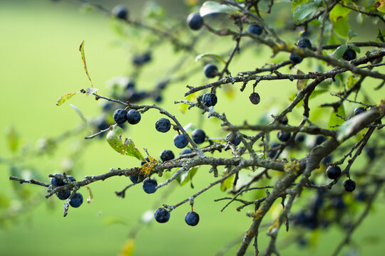 Sloe Bilder – Durchsuchen 11,731 Archivfotos, Vektorgrafiken und Videos ...