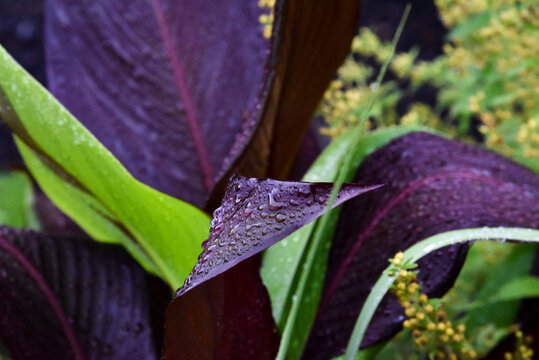 รูปภาพEnset – เลือกดูภาพถ่ายสต็อก เวกเตอร์ และวิดีโอ116 | Adobe Stock