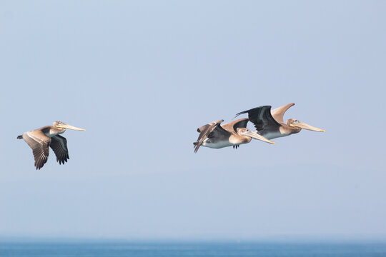 Flock Of Pelicans Images – HD & 4K Photos Free to Download | PikWizard