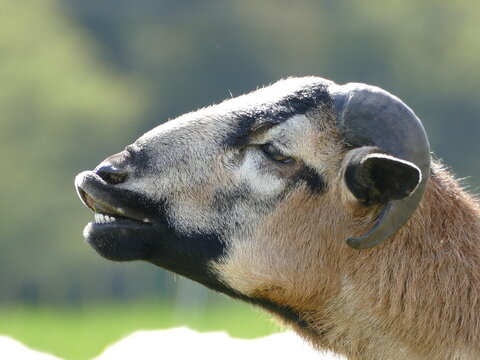 Rundhorn Images – Browse 2 Stock Photos, Vectors, and Video | Adobe Stock