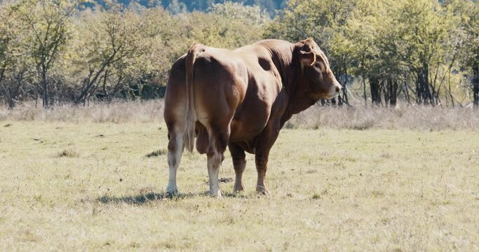 Taurus Video Footage – Browse 5,041 HD Stock Video and Footage | Adobe ...