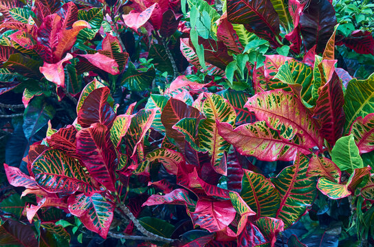 Croto Images – Browse 85 Stock Photos, Vectors, and Video | Adobe Stock