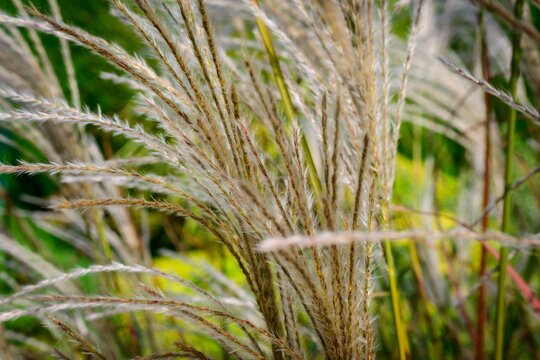 "Ornamental Grass" Bilder – Durchsuchen 4,524 Archivfotos ...