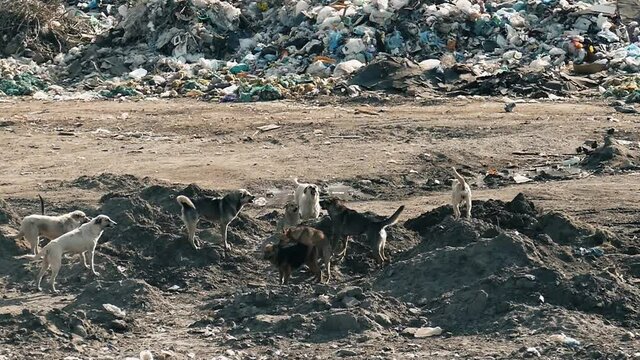 Gerbage Images – Browse 61 Stock Photos, Vectors, and Video | Adobe Stock