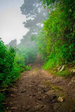 Imagens de Vereda – Explore Fotografias do Stock, Vetores e Vídeos de ...