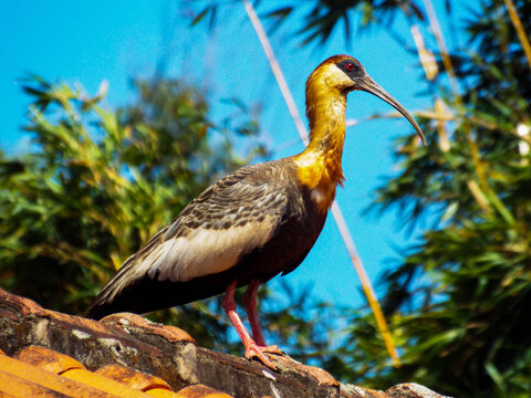 Curicaca Images – Browse 162 Stock Photos, Vectors, and Video | Adobe Stock