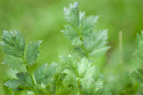 Celeri 이미지 – 찾아보기 433 스톡 사진, 벡터 및 비디오 | Adobe Stock