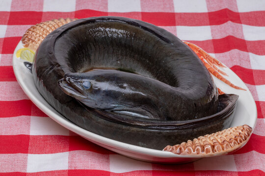 Afbeeldingen over "Silver Eels" – Blader in stockfoto's, vectoren en ...