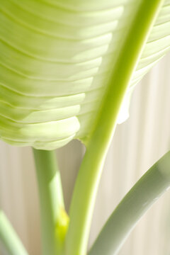 Ravenale Images – Parcourir 1,821 le catalogue de photos, vecteurs et ...