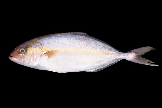 "Seriola Dumerili" Images – Browse 44 Stock Photos, Vectors, and Video ...
