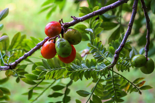 Ciruela Images – Browse 2,834 Stock Photos, Vectors, and Video | Adobe ...