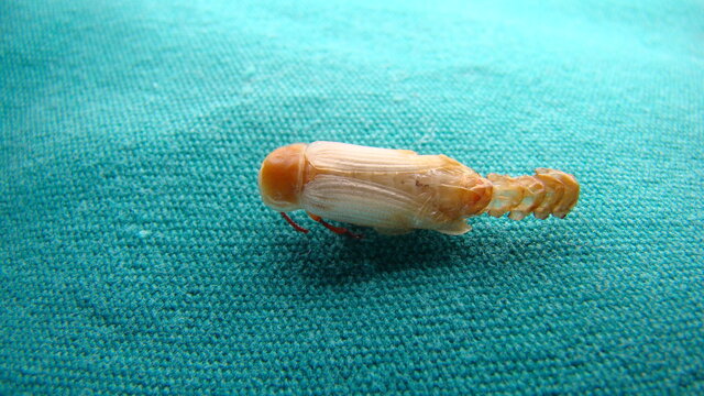 Superworm Life Cycle