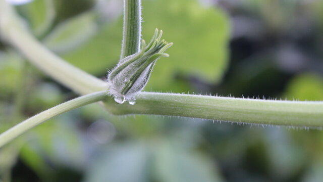 Pimpollo 이미지 – 찾아보기 239 스톡 사진, 벡터 및 비디오 | Adobe Stock