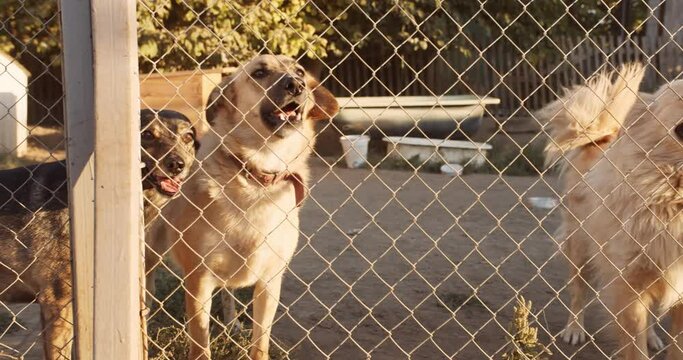 "Dog Shelter" Images – Browse 29,830 Stock Photos, Vectors, and Video ...