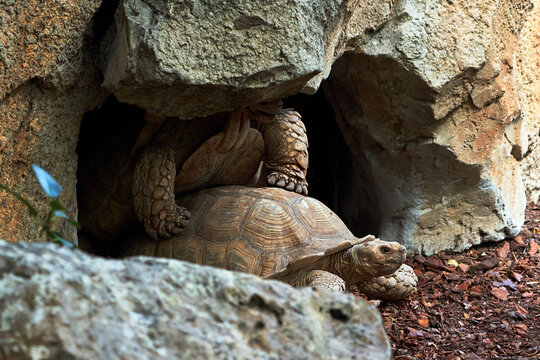 「Testudinoidea」の画像 - 169 件の Stock 写真、ベクターおよびビデオ | Adobe Stock