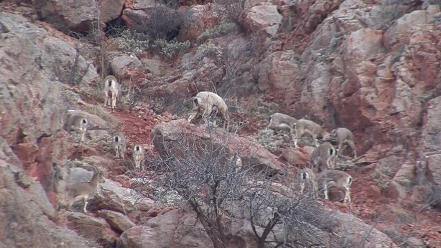Imágenes de Bezoar: descubre bancos de fotos, ilustraciones, vectores y ...