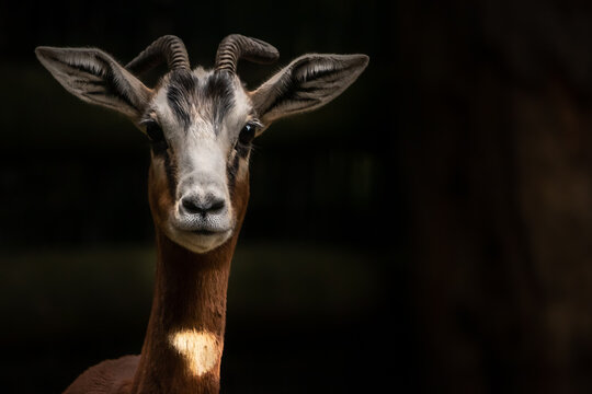 Ralph Lear photos, images, assets | Adobe Stock