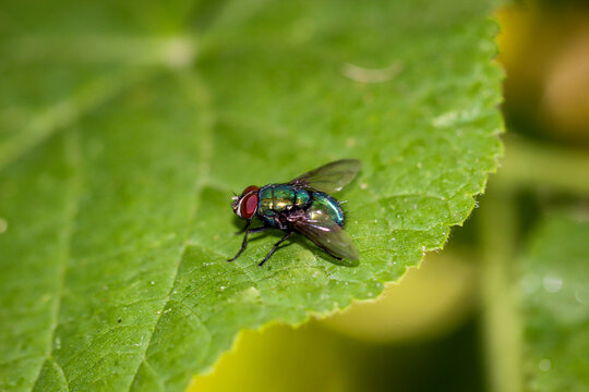Dasselfliege bilder – Bläddra bland 15 stockfoton, vektorer och videor ...