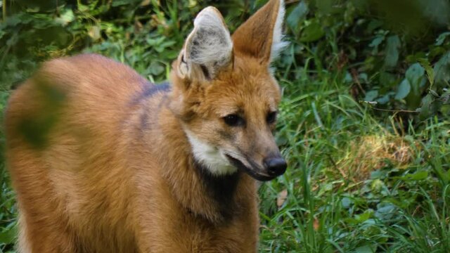 「Redwolves」の写真素材 | 4,802件の無料イラスト画像 | Adobe Stock