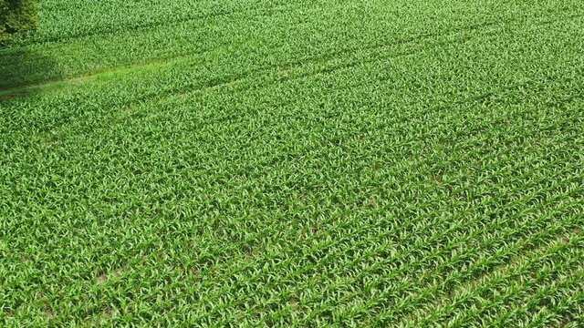 "Maize Field" Images – Browse 3,059 Stock Photos, Vectors, and Video ...