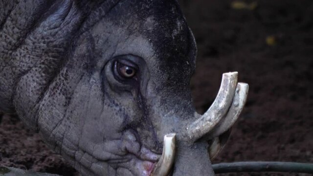 Deer-Pig bilder – Bläddra bland 107 stockfoton, vektorer och videor ...