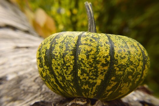 รูปภาพKabaczek – เลือกดูภาพถ่ายสต็อก เวกเตอร์ และวิดีโอ860 | Adobe Stock